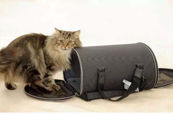 貓和攜帶