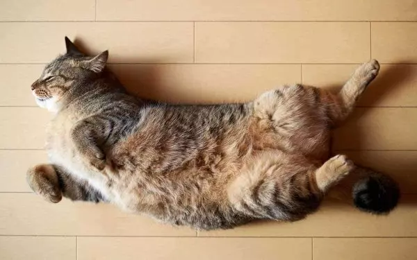 Kass seljas põrandal