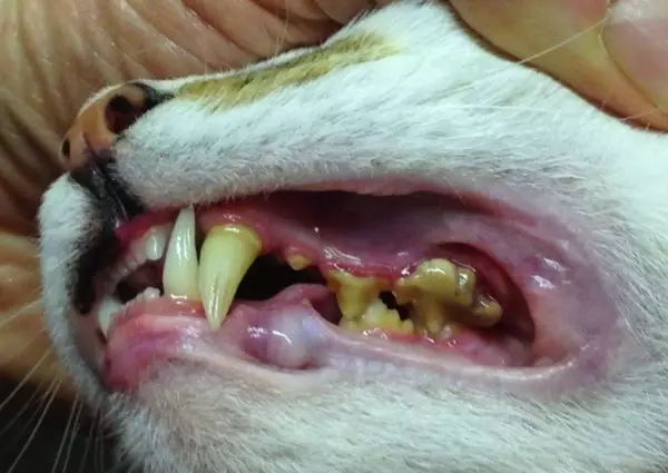 Gur i dhëmbëve në dhëmbët e maceve