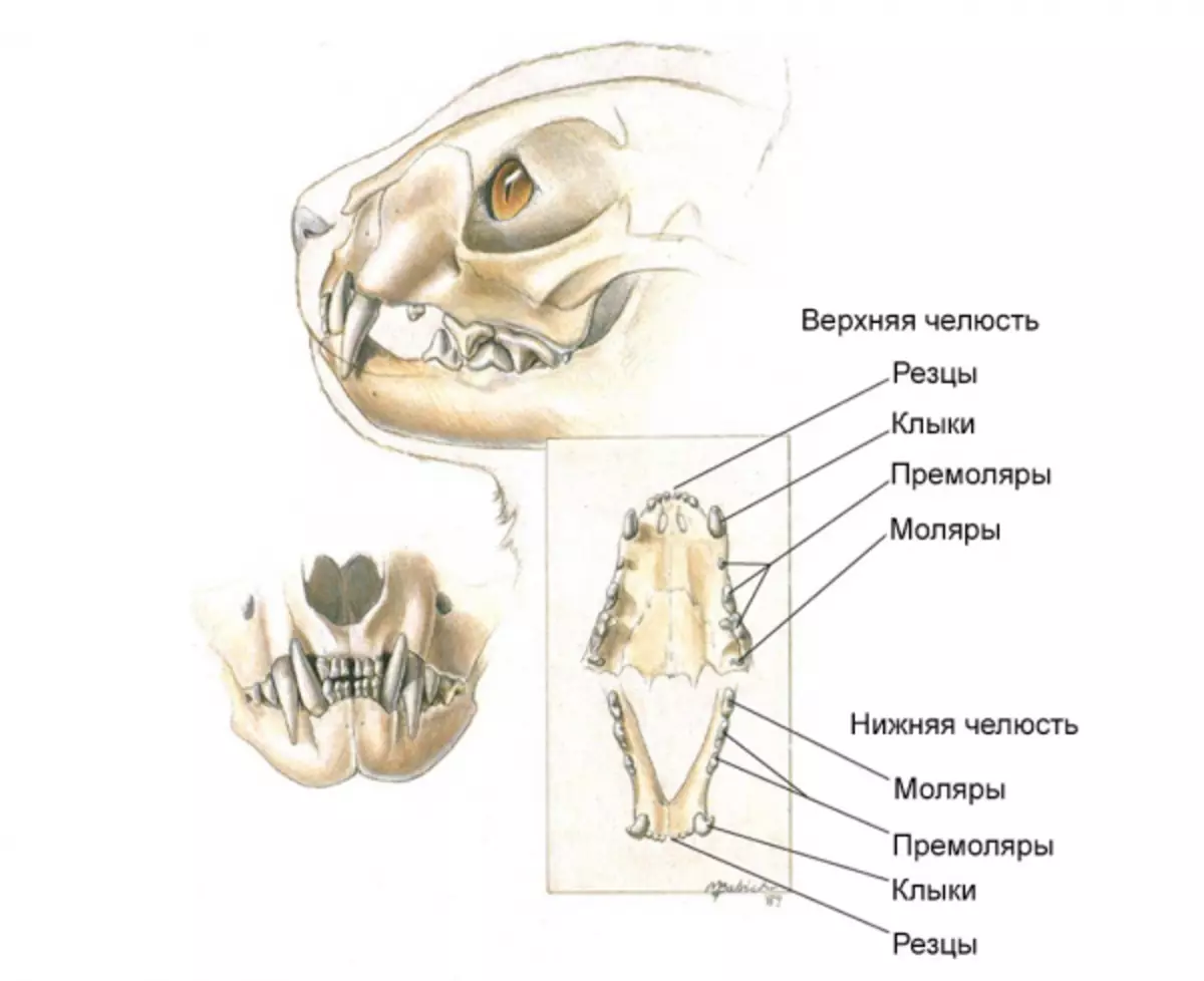 La estructura de las mandíbulas de los gatos.