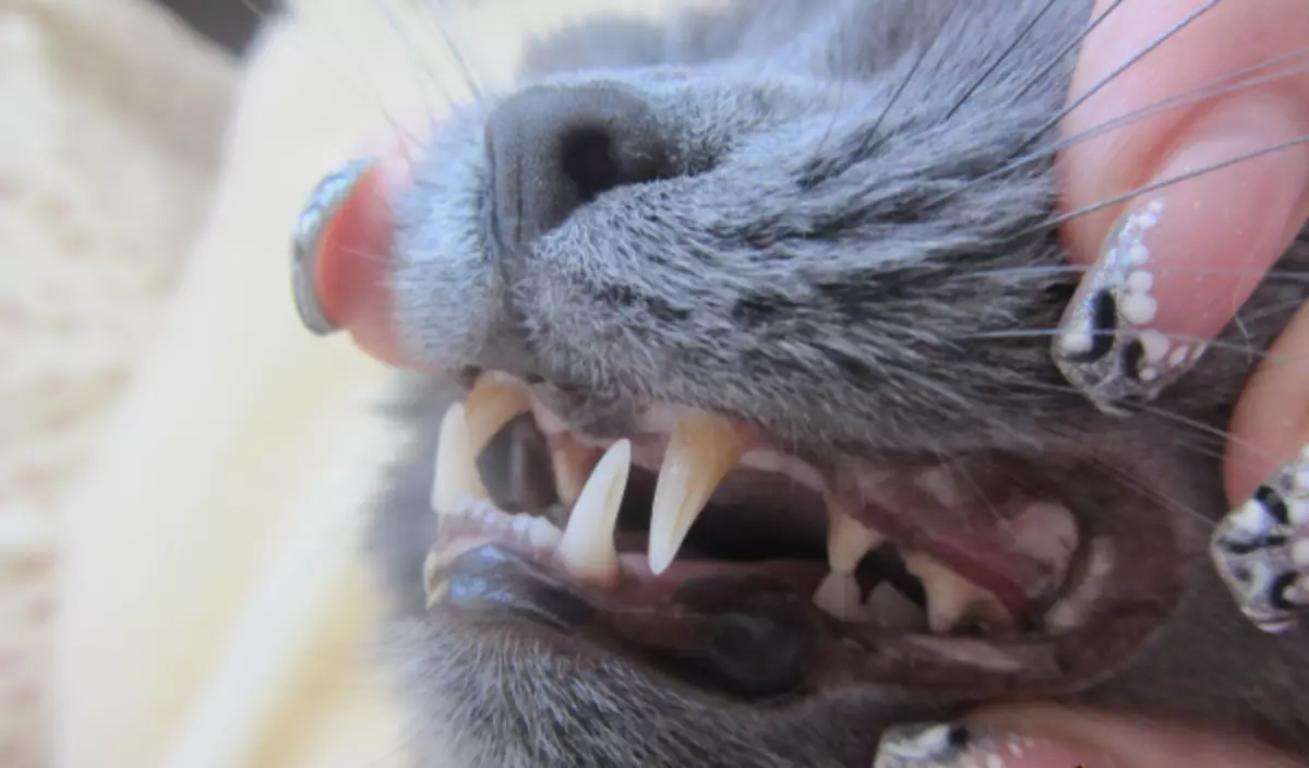 Katten tanden met een golf