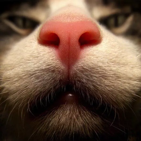 Pink næse midten på kat (norm)