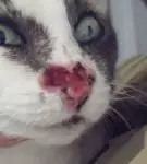 Rak platnika na nosu na mački