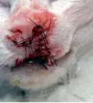 Вид морди кота після радикальної операції з приводу плоскоклітинного раку