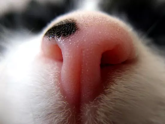 Kongenitalna pigmentna mrlja na nosu na mačiću (norma)