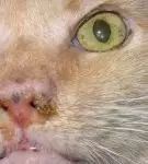 Pūlingas išleidimas nuo nosies iš katės