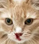 मांजरी पासून नाक पासून रक्तस्त्राव
