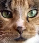 Пігментну пляму на носі у кішки