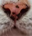 Lentigo auf der Nase in der Katze