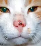 Kolonica raka raka Nosa nos pri mački