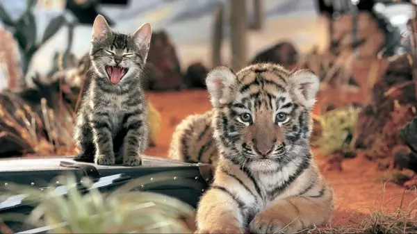 Kitten and tigers