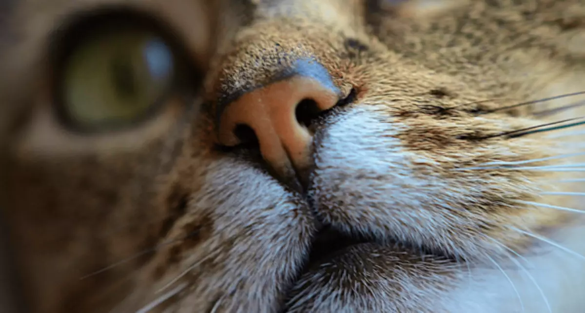 חתול האף