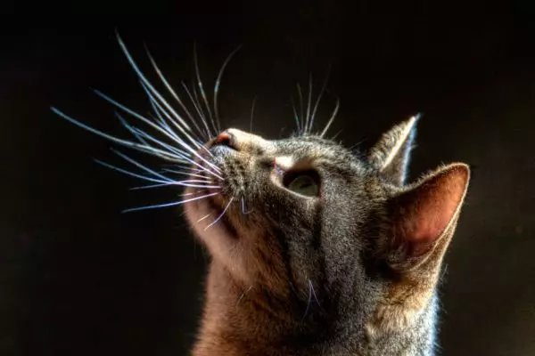 Mačka njuška sa brkovima