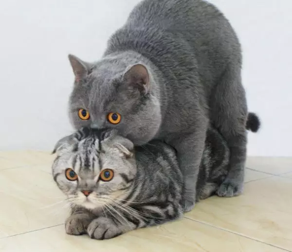 Pairing Cats