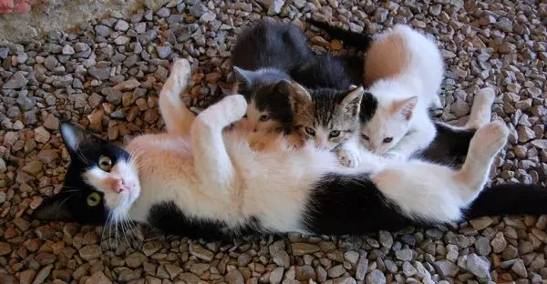 Կատուն kittens- ով
