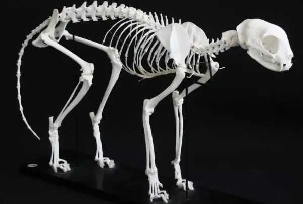 Kucing Skeleton