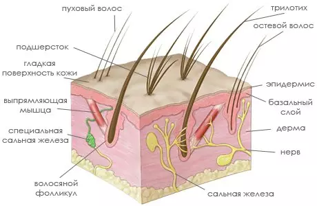 Struktura kože
