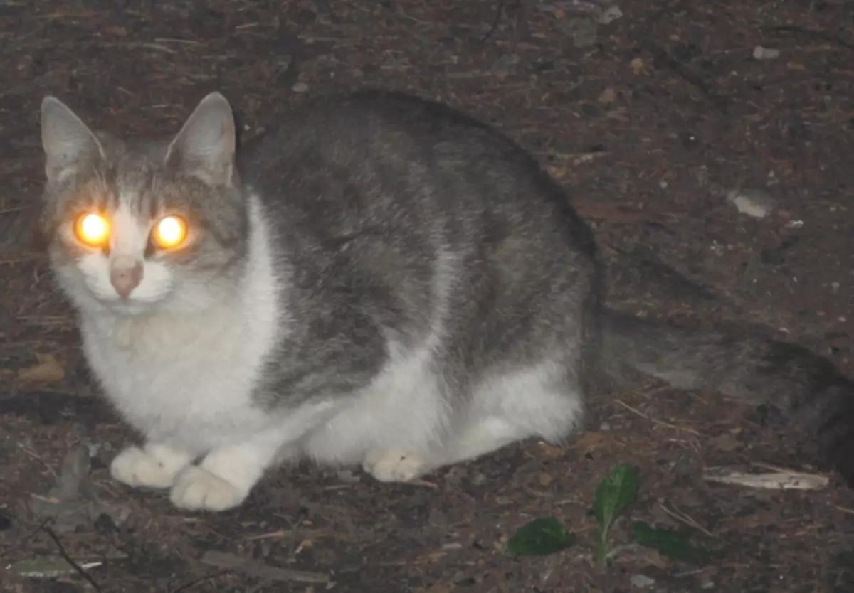 Η γάτα λάμπει τα μάτια στο σκοτάδι