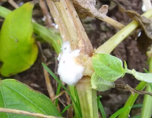 Hvid rot på planten