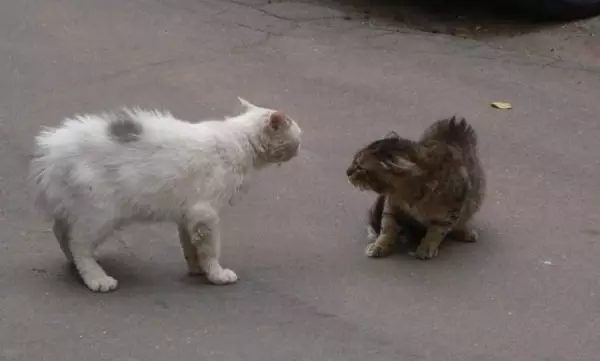 Lucha entre los gatos