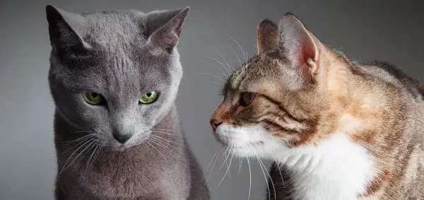 חתול וחתול