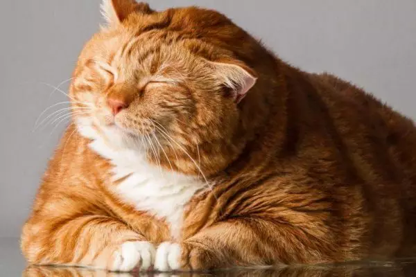 Дебела црвена мачка