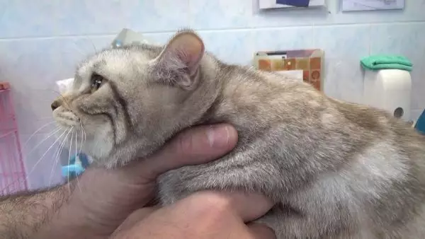 Inspecció d'un veterinari de gats