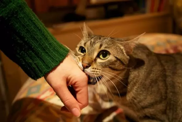 Kucing bit pria dengan tangan