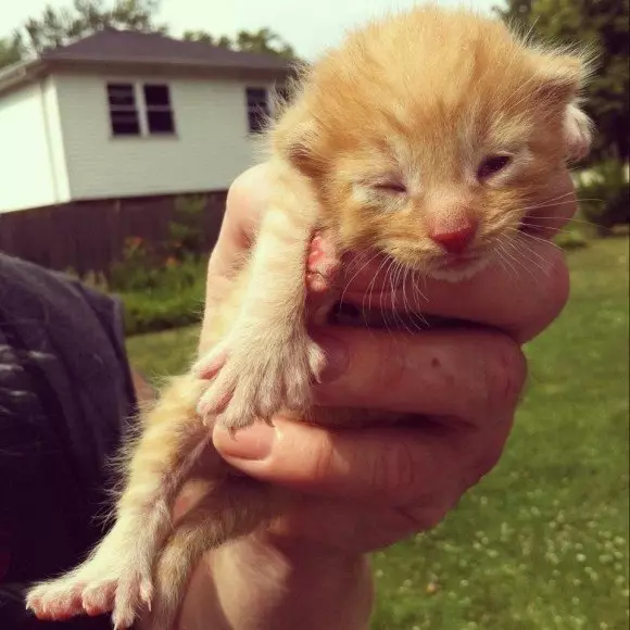 Kitten Polydact