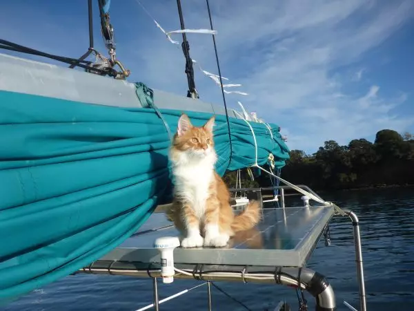 猫在船上