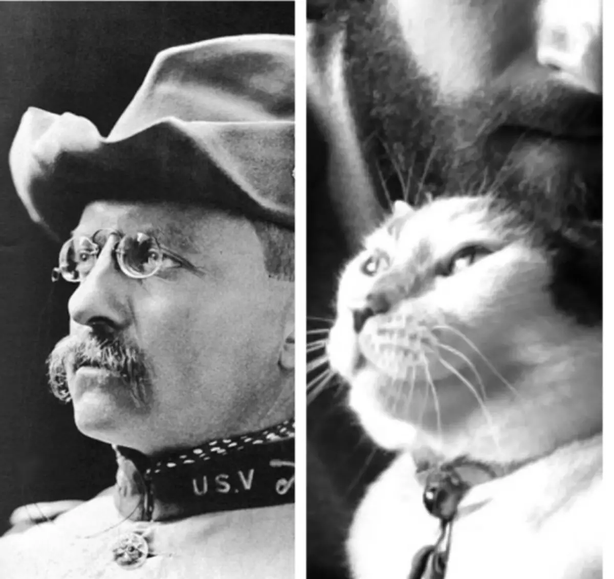Theodore Roosevelt dengan kucing