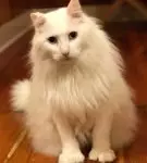 Katze badist.