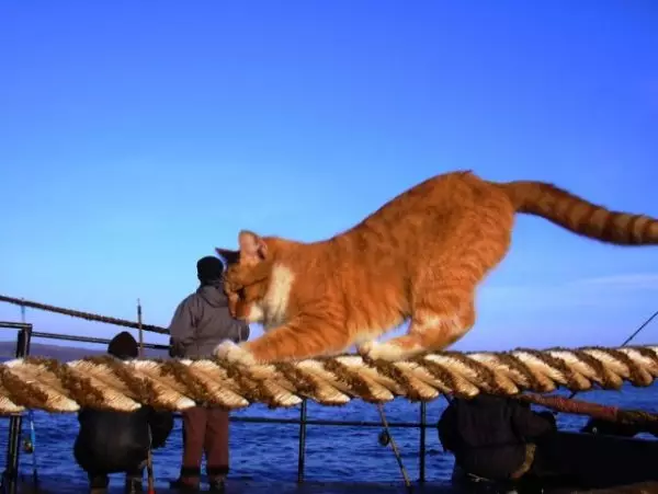Kucing di atas tali.