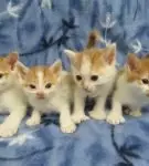 kittens ຈາກ California