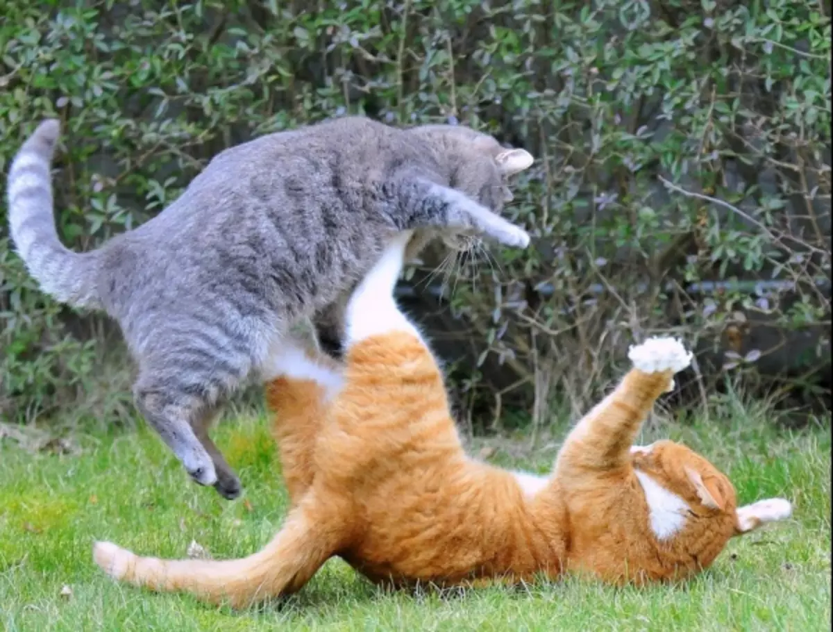 猫の戦い
