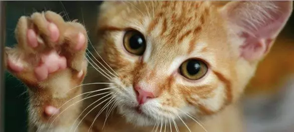 Cat tregon dorën