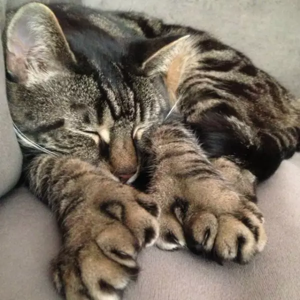 Kucing-Polydact tidur