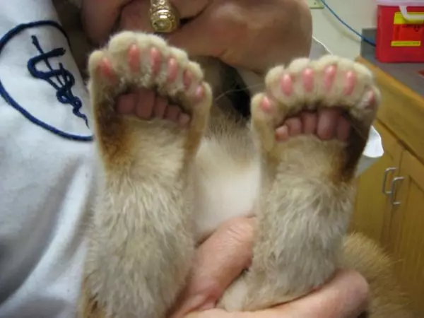 Polydactyly tarsial.