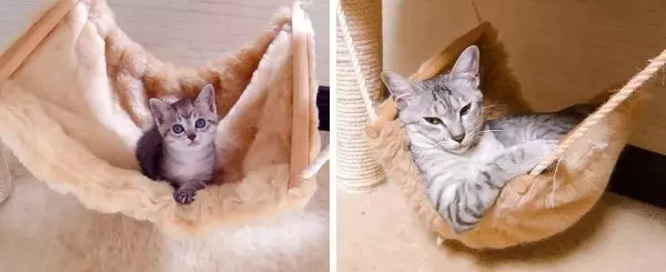 小貓躺在吊床上;成年貓在吊床上