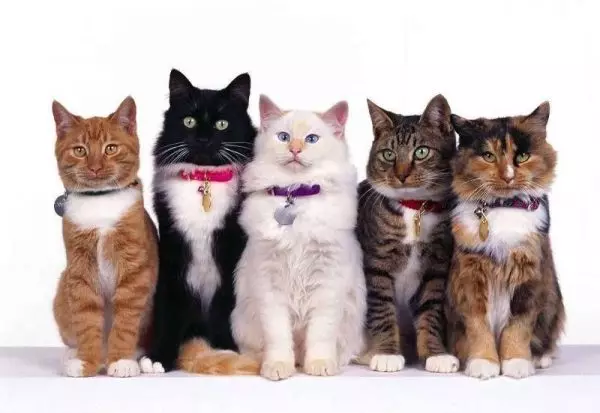 Հինգ տարբեր կատուներ նստում են