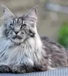 Maine Coon Silver Tabby