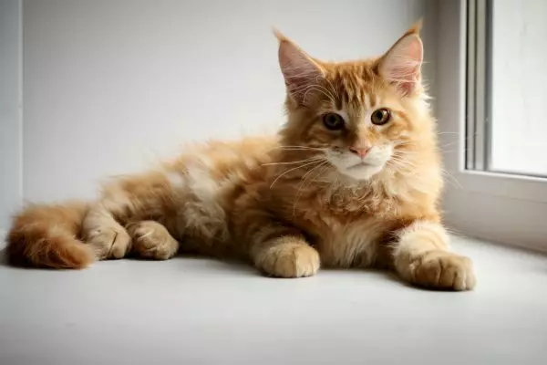 I-Red Marble Maine Coon