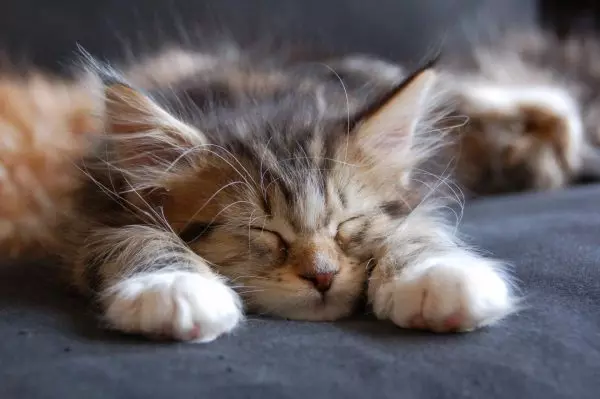 Maine Coon Sleeping Kitten