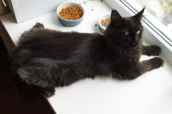 Black Home Maine Coon