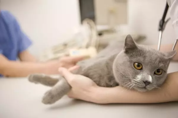 Scottish Fold in the hands of a veterinarian