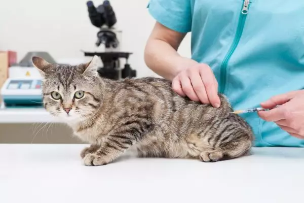Vaksinasyon Cat