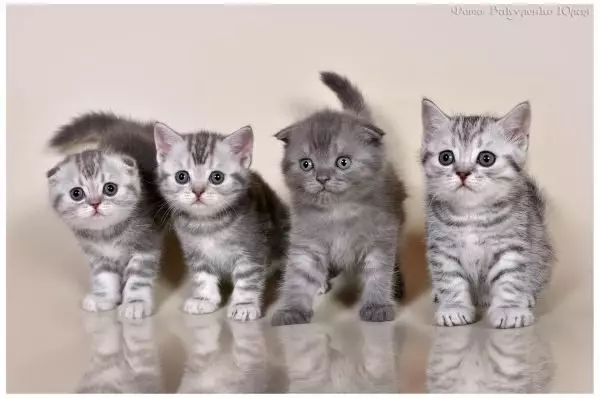 Kittens Scottish