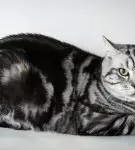 Scottish Straight Tabby Coloring