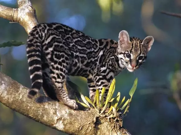 Leopard Bengal ព្រៃ។