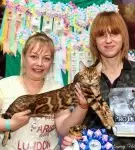 Rosette Bengal pe mâinile proprietarilor la expoziție